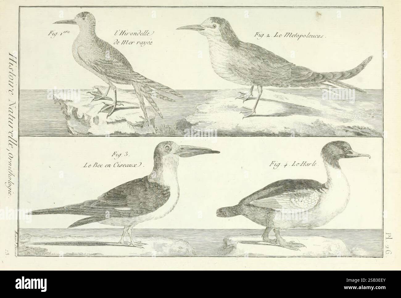 Tableau, encyclopédique, et, méthodique, des, trois, règnes, de, la ...