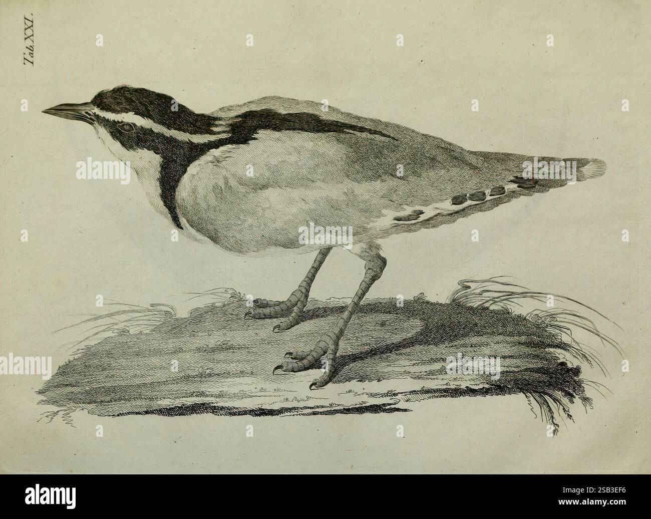 Strong claws grip hi-res stock photography and images - Alamy