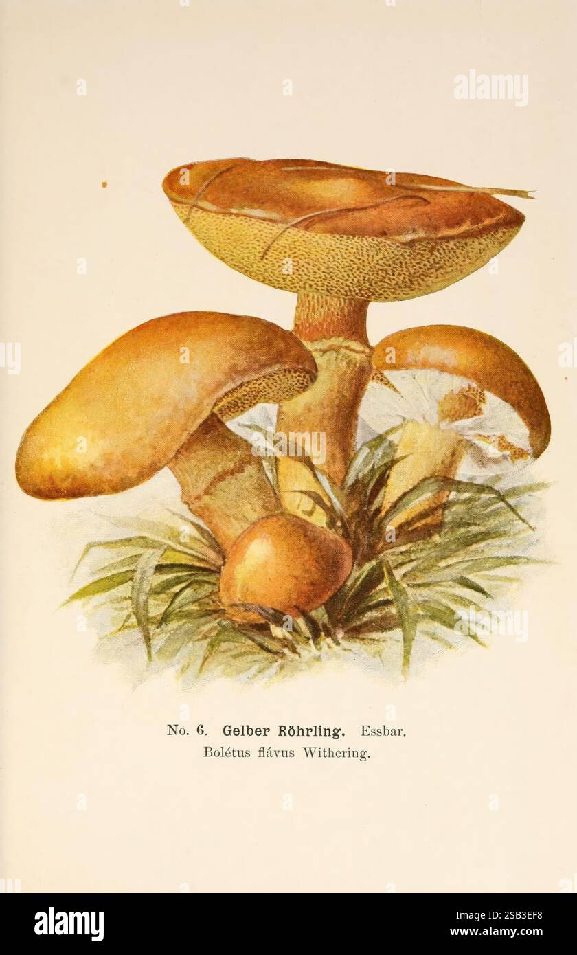 Umbrella shaped mushrooms labeled hi-res stock photography and images ...