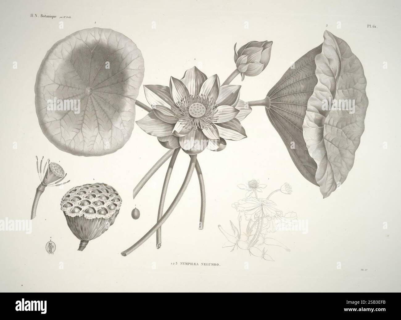 Flore d'Egypte Paris Imprimerie Imperiale 1813 Egypt Plants Nymphaea ...