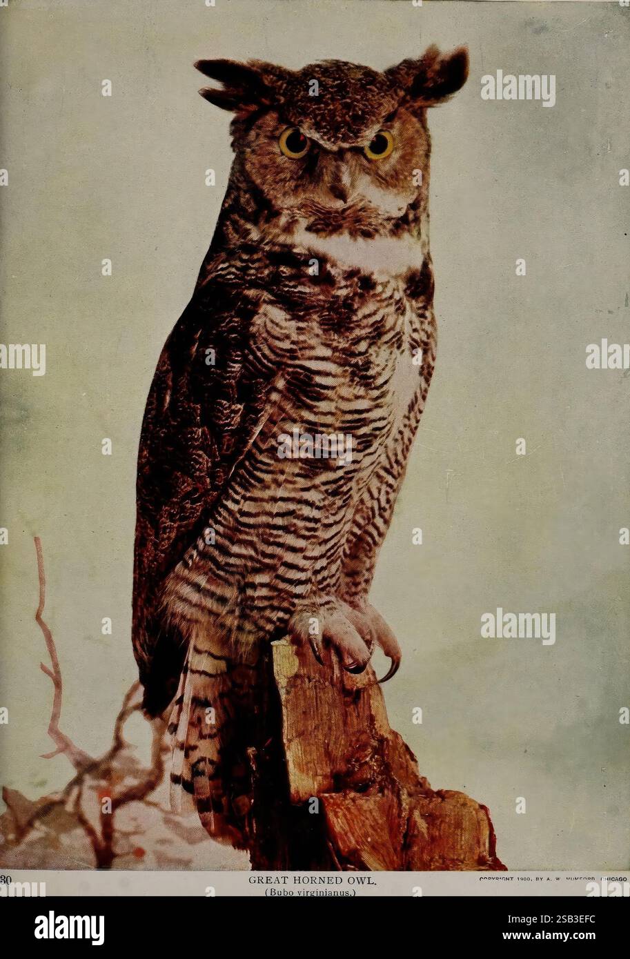 Recognized owls across various habitats hi-res stock photography and ...