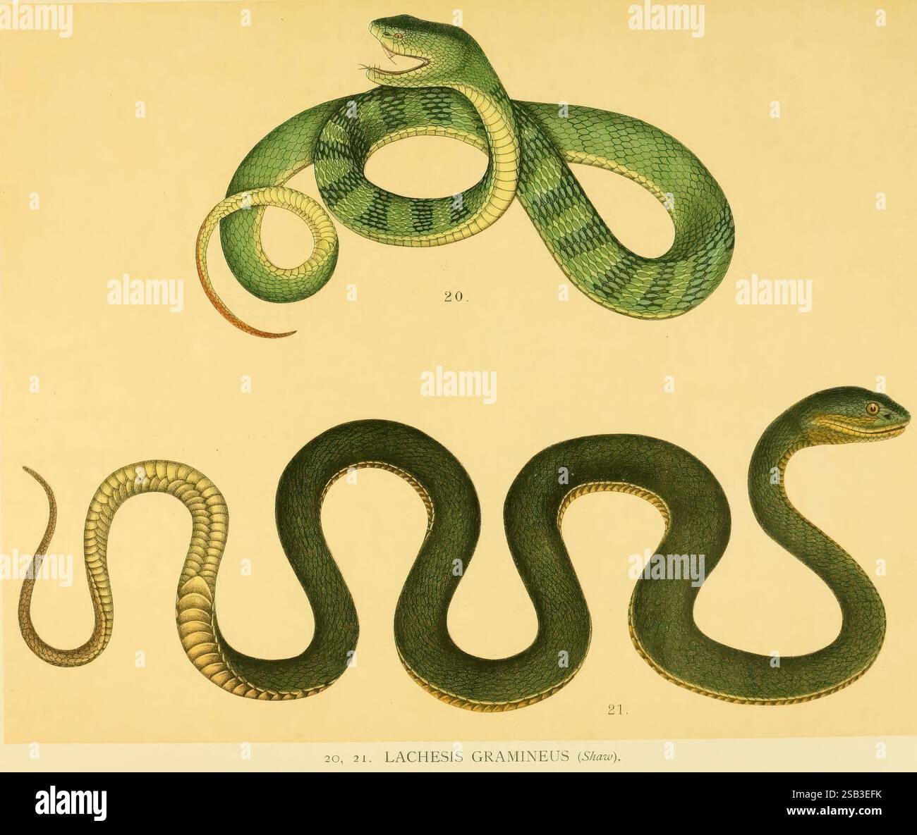 Snakes exemplify hi-res stock photography and images - Alamy