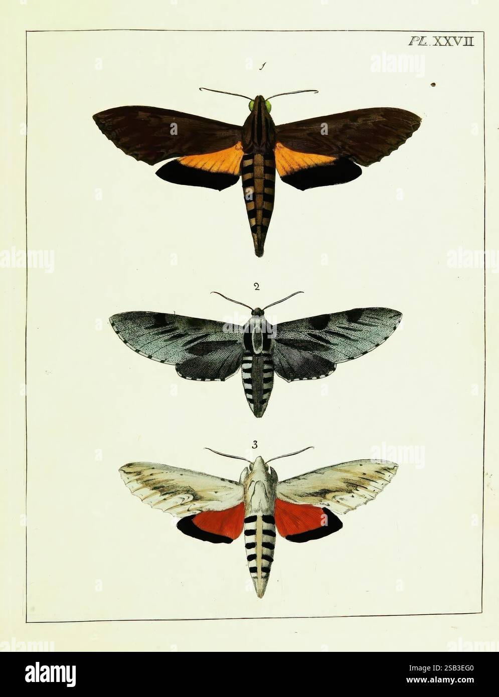 Illustrations of Natural History London Printed for the author and sold ...