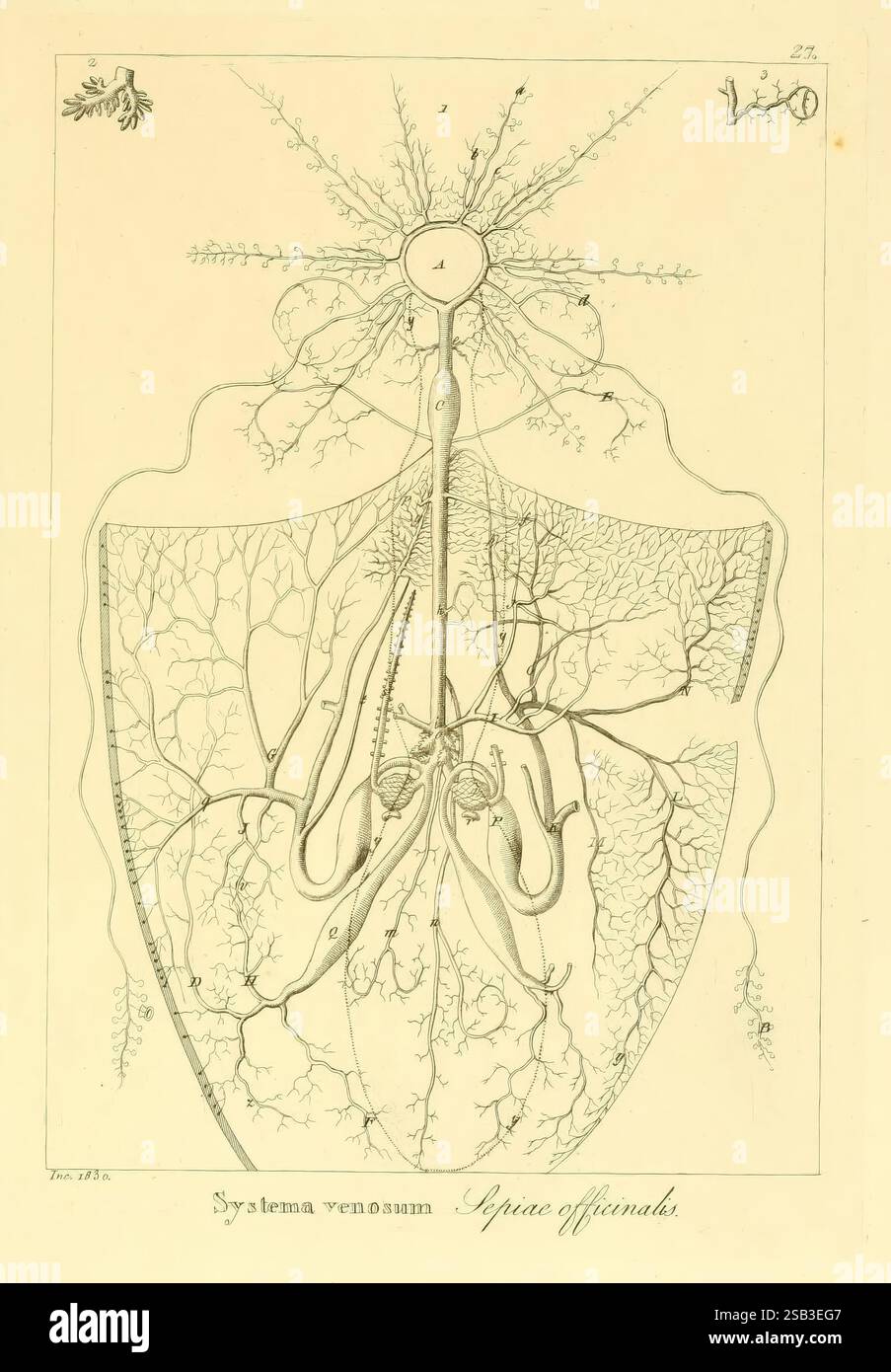 Description, Anatomy, Invertebrates, Sicily, Italy, Kingdom of the Two ...