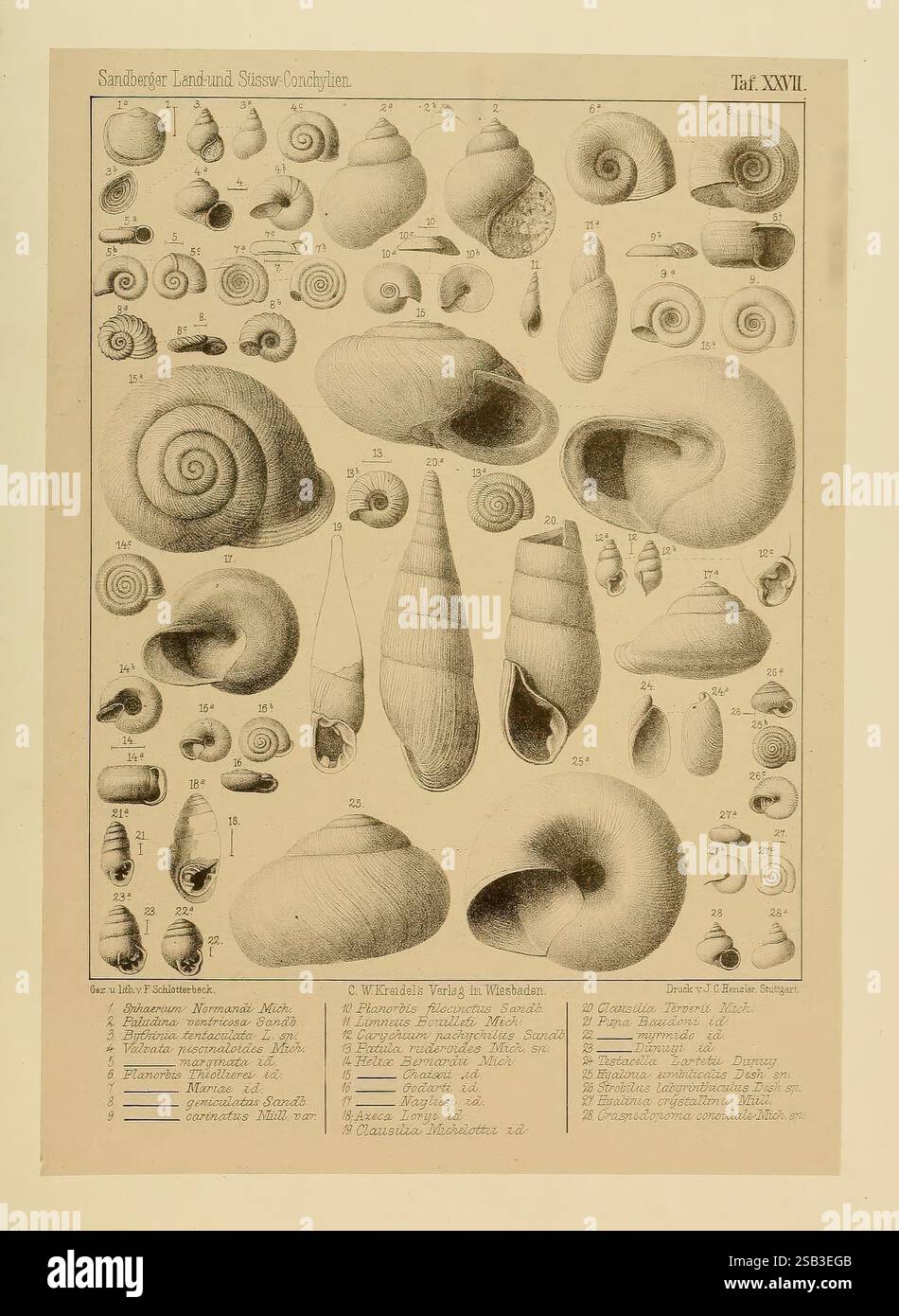 Fascinating world of mollusk shells hi-res stock photography and images ...