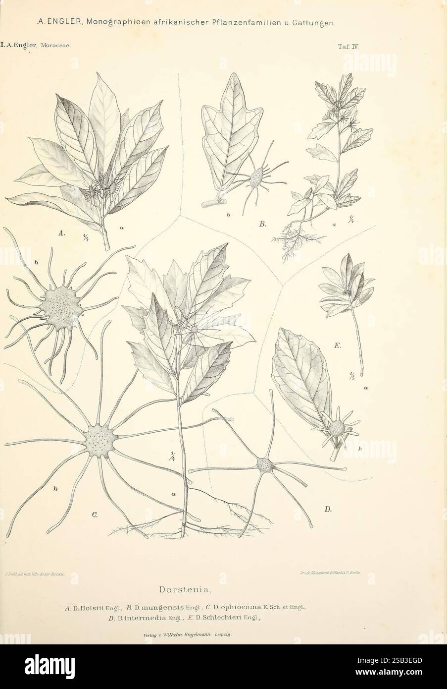 Various detailed botanical renderings hi-res stock photography and ...