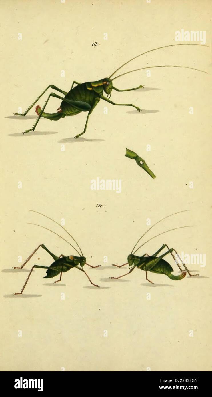 Locusta autumnalis hi-res stock photography and images - Alamy