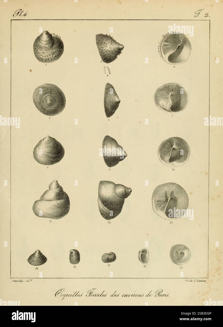 Illustration captures details hi-res stock photography and images - Alamy