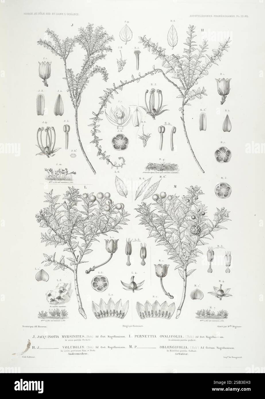 Featuring detailed botanical drawings hi-res stock photography and ...