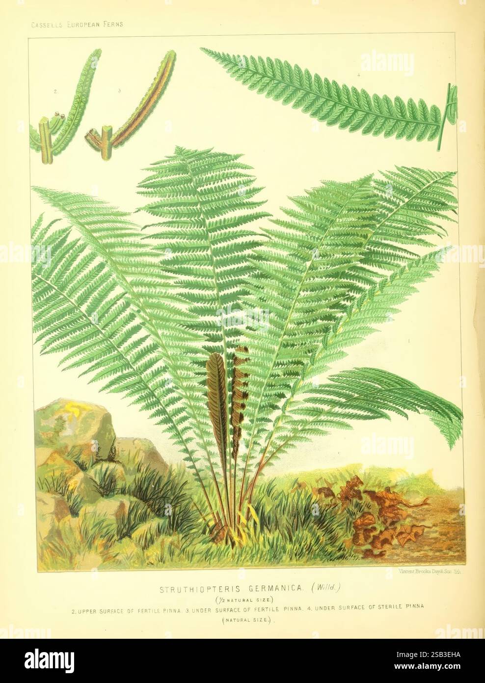 Sterile hyphae hi-res stock photography and images - Alamy