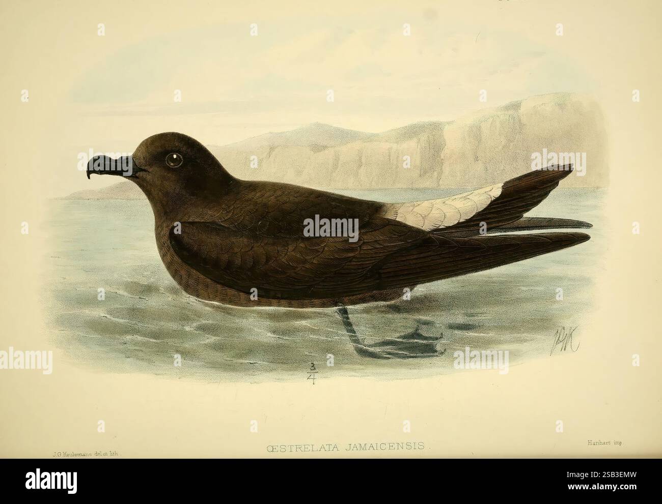 Cephalopterus jamaicensis hi-res stock photography and images - Alamy