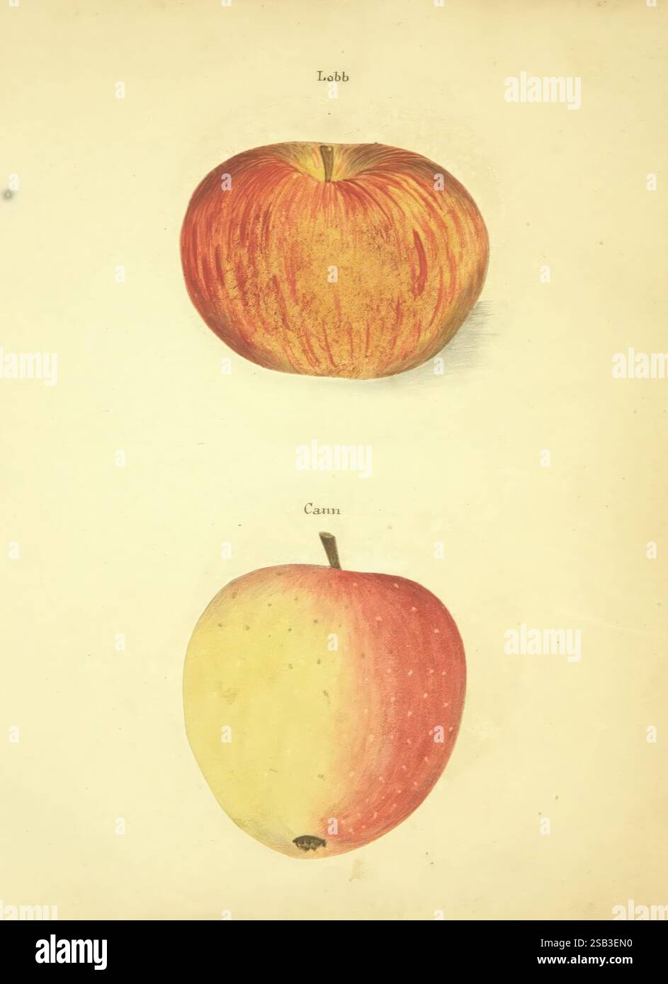 William Coxe manuscript 1810-1831, The illustration features two ...