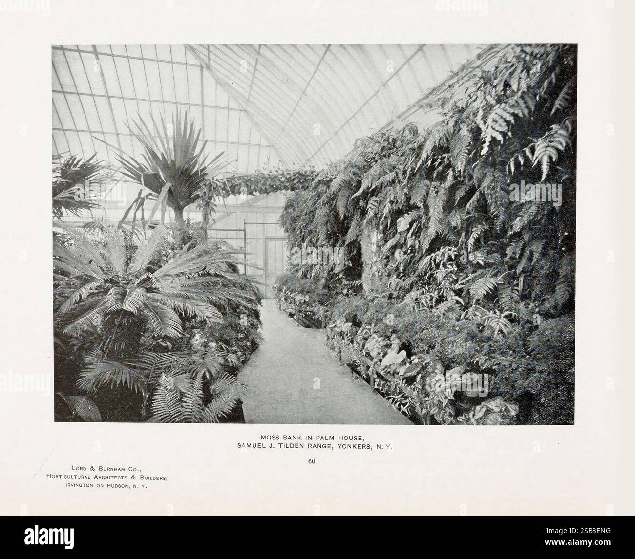 Palm house structure overhead allows hi-res stock photography and ...