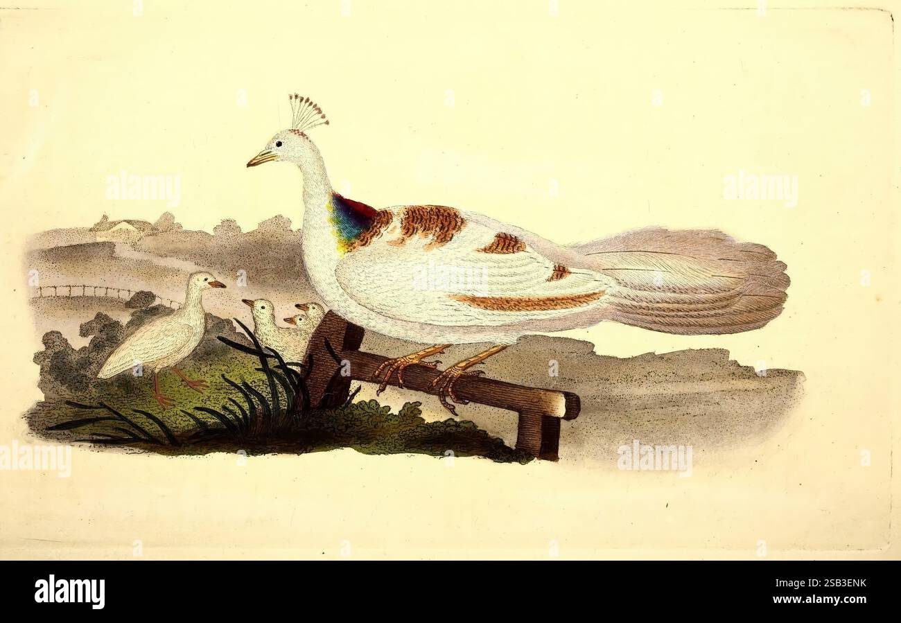 Beautiful white peacock stands behind hi-res stock photography and ...
