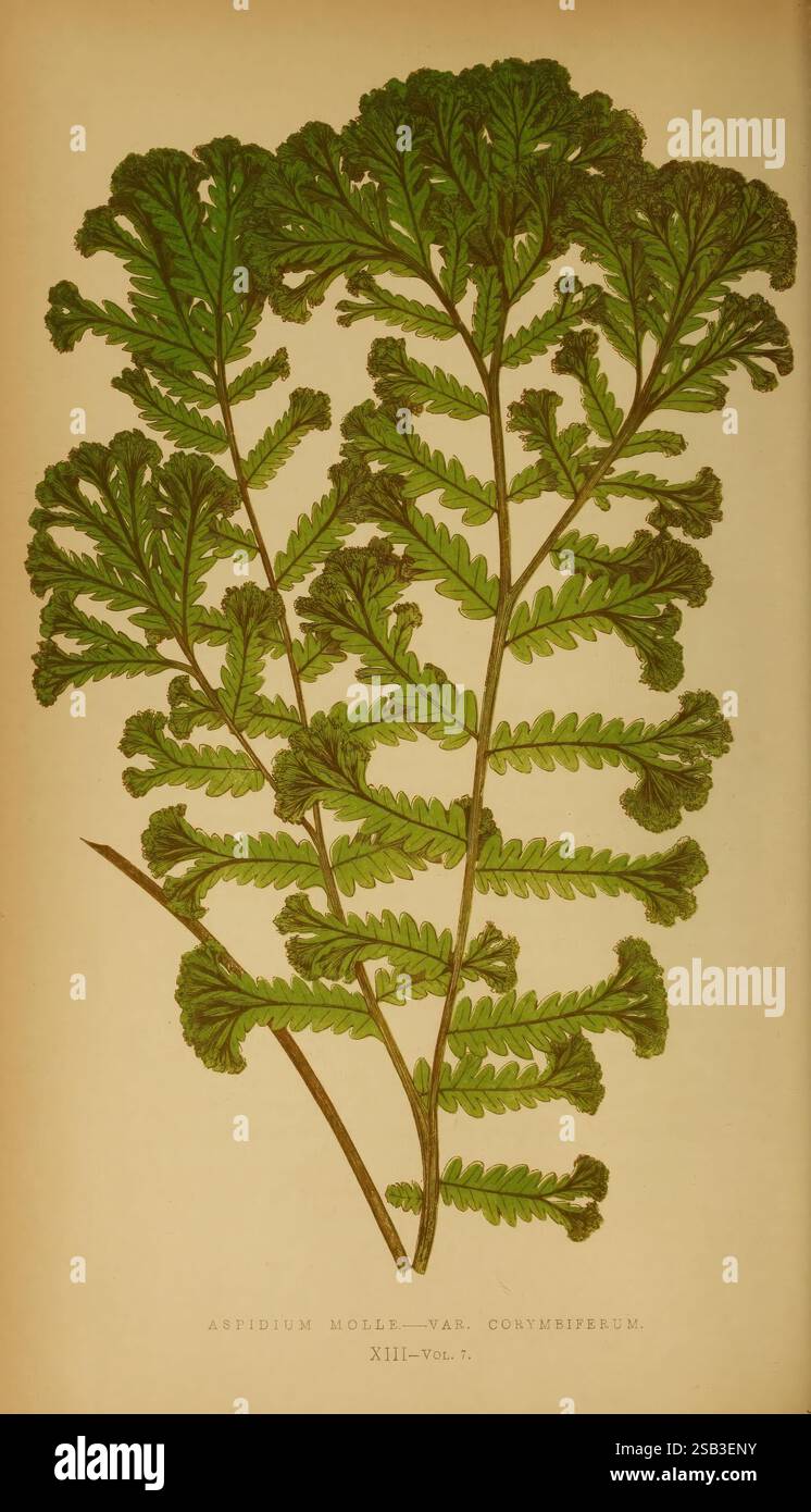Ferns British Exotic London Groombridge and Sons 1856-60 Ferns, A ...