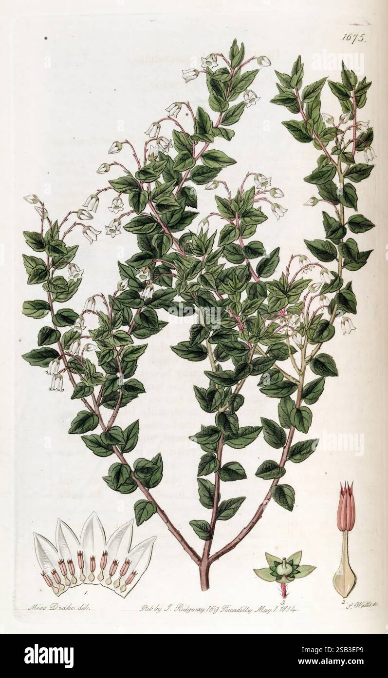 Plant introduction plants ornamental 83 sarah ann drake 2 women hi-res ...