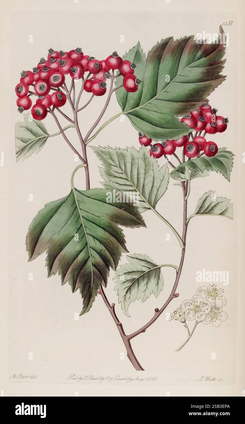 The Botanical Register, London, Printed for James Ridgway, 1815-1828 ...