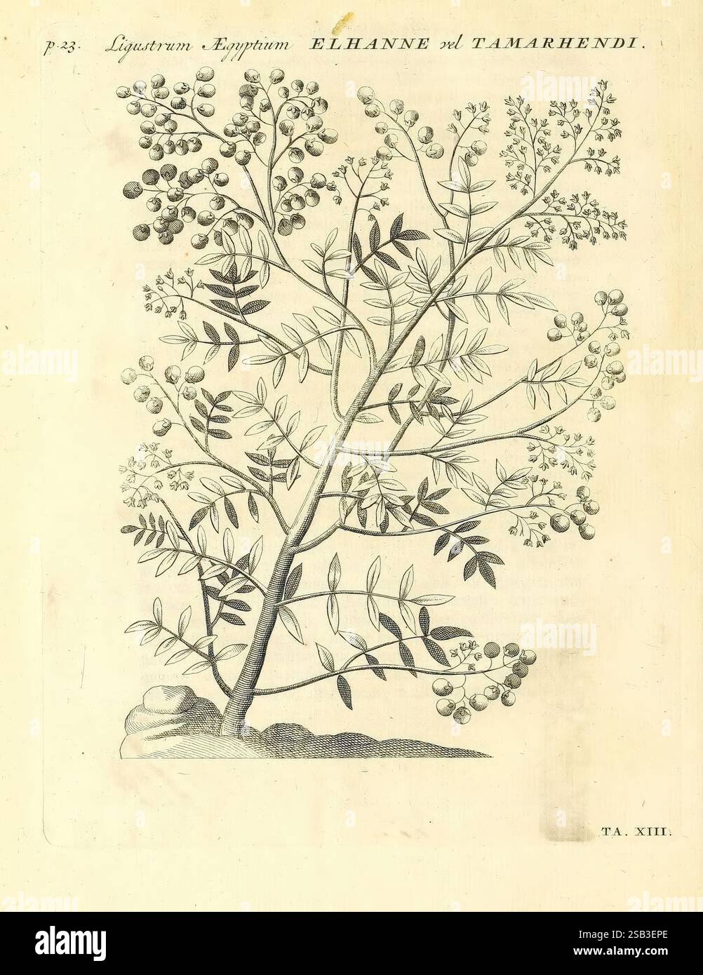 Intricate branch structures hi-res stock photography and images - Alamy