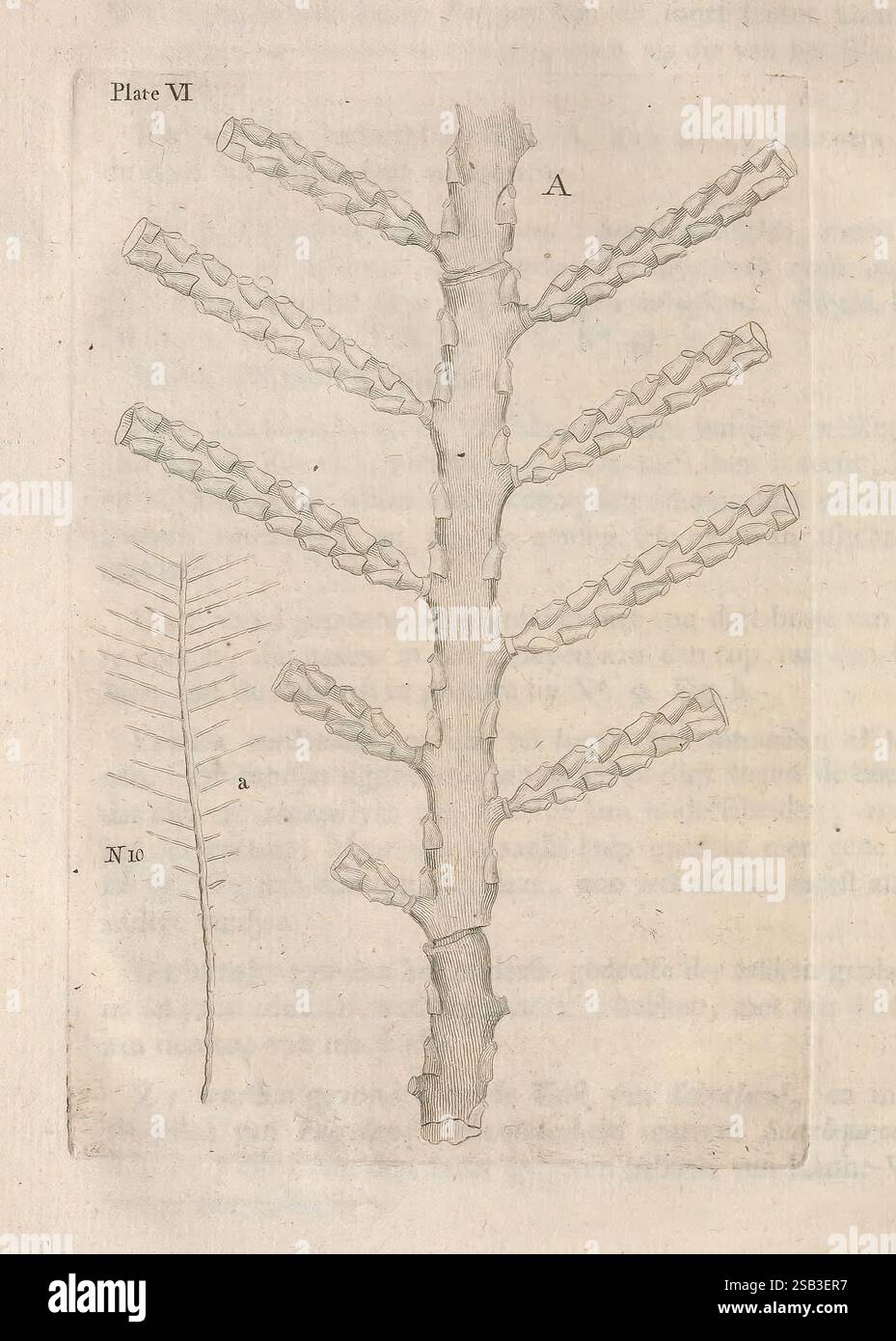 Two distinct botanical structures hi-res stock photography and images ...