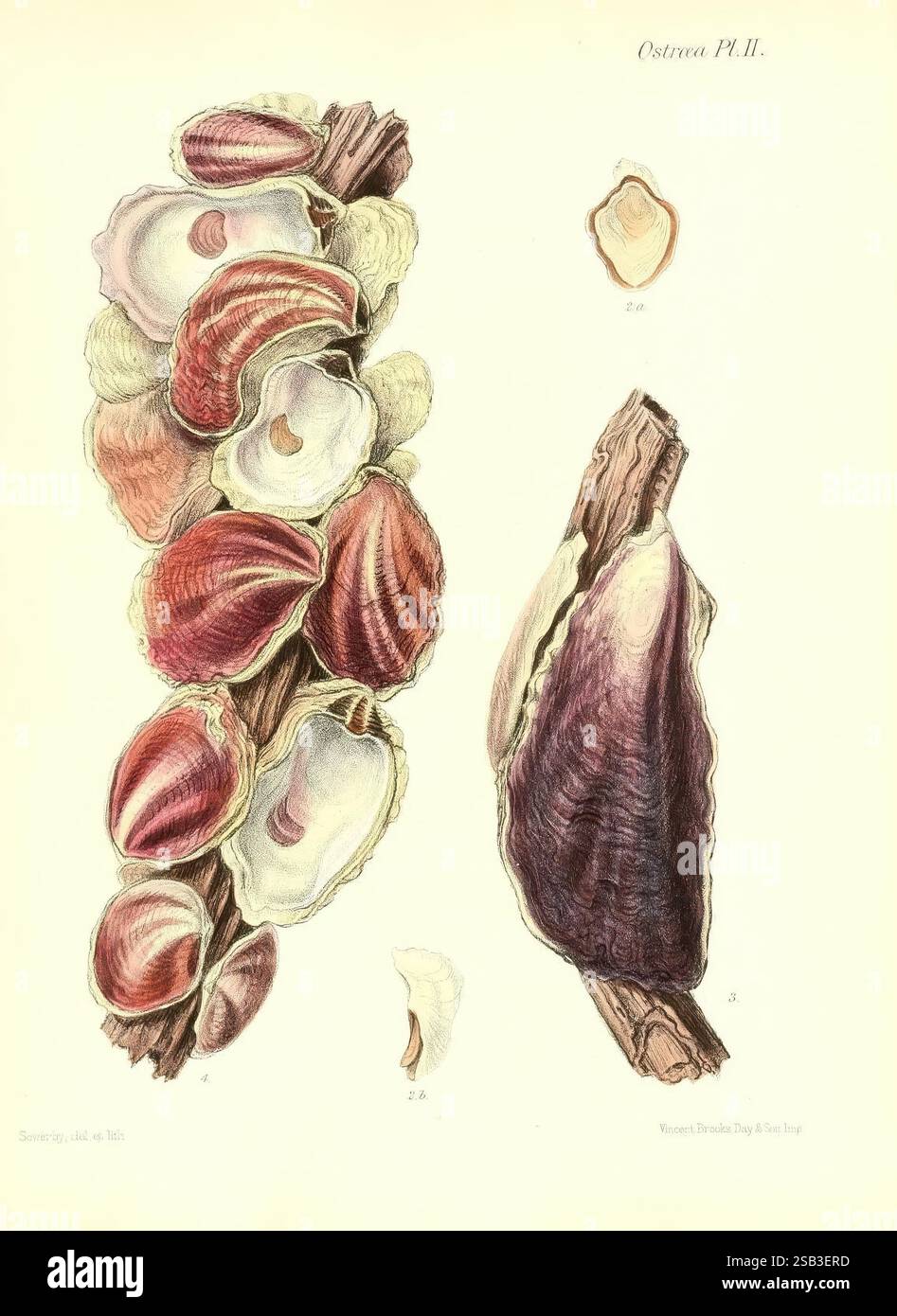 Conchologia iconica, or Illustrations of the shells of molluscous ...
