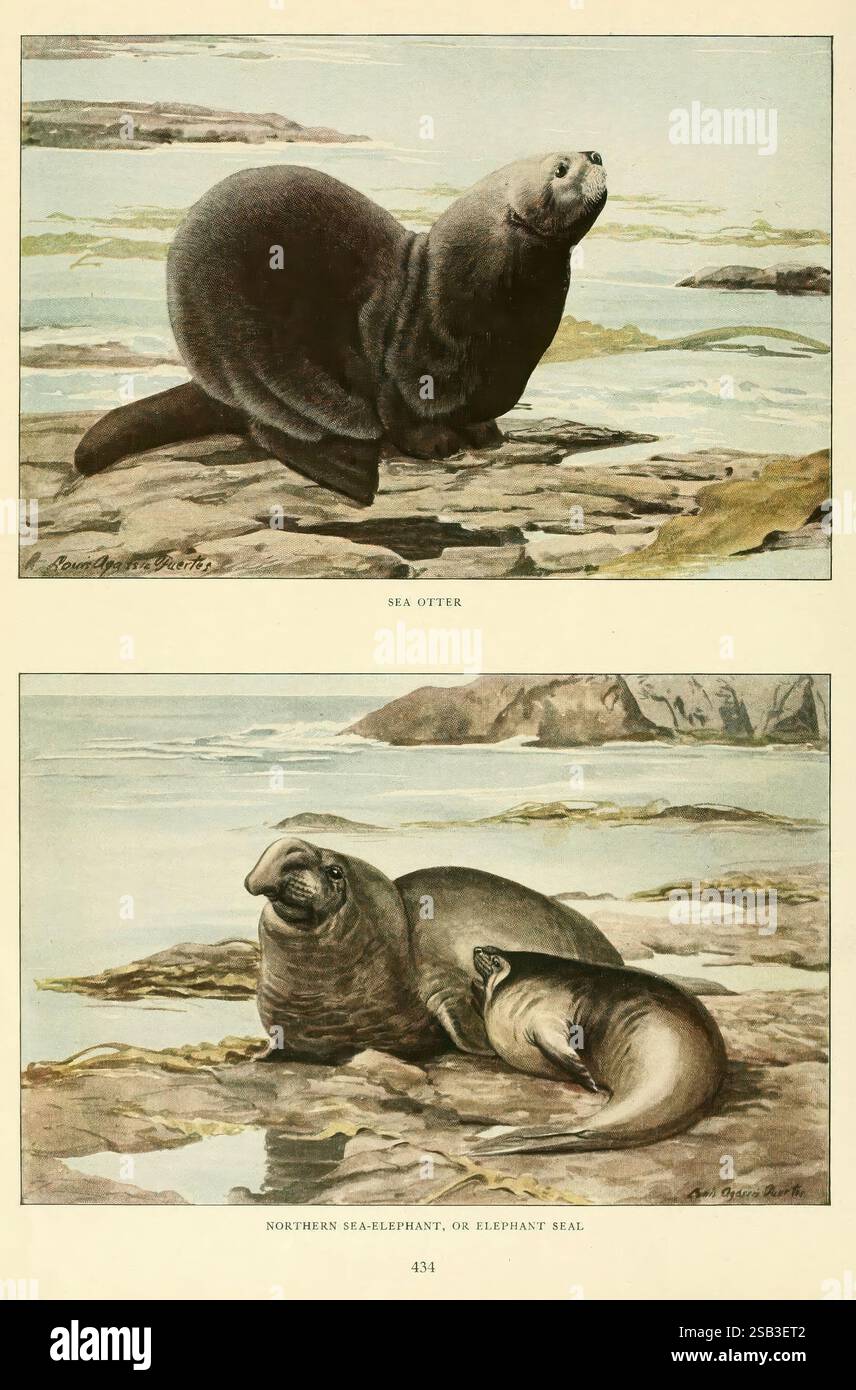 Wild animals of North America Washington, D.C. Mammals North America ...