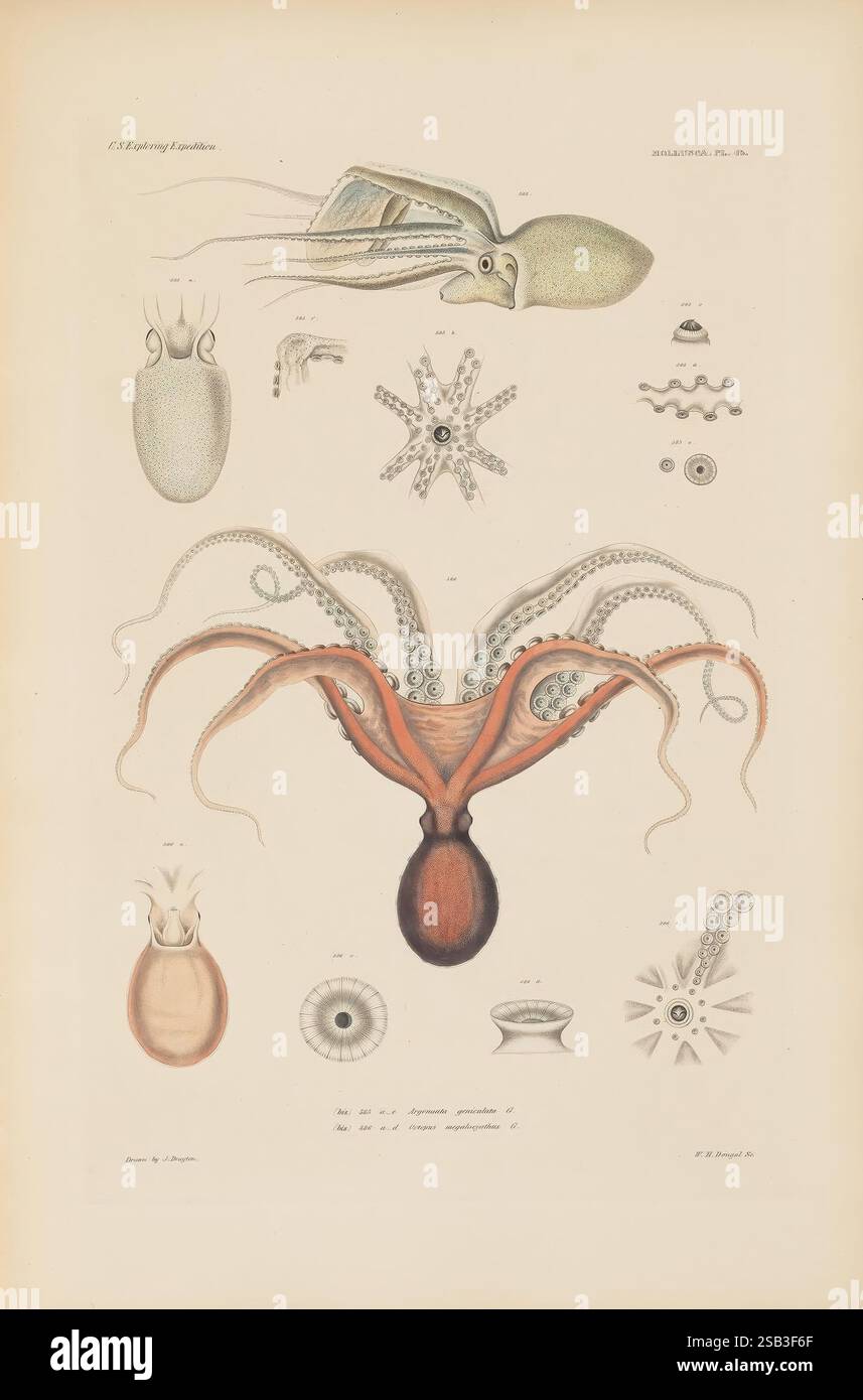 Complexity of squid in marine life hi-res stock photography and images ...