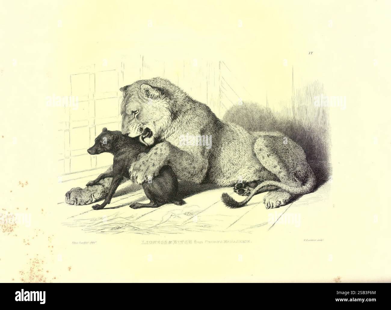 Engravings of lions, tigers, panthers, leopards, dogs, &c. London, H. G ...