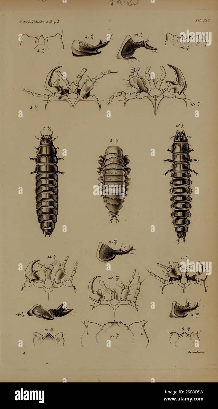 Carabidae hexapoda carabina carabinae calosoma carabus ground hi-res ...