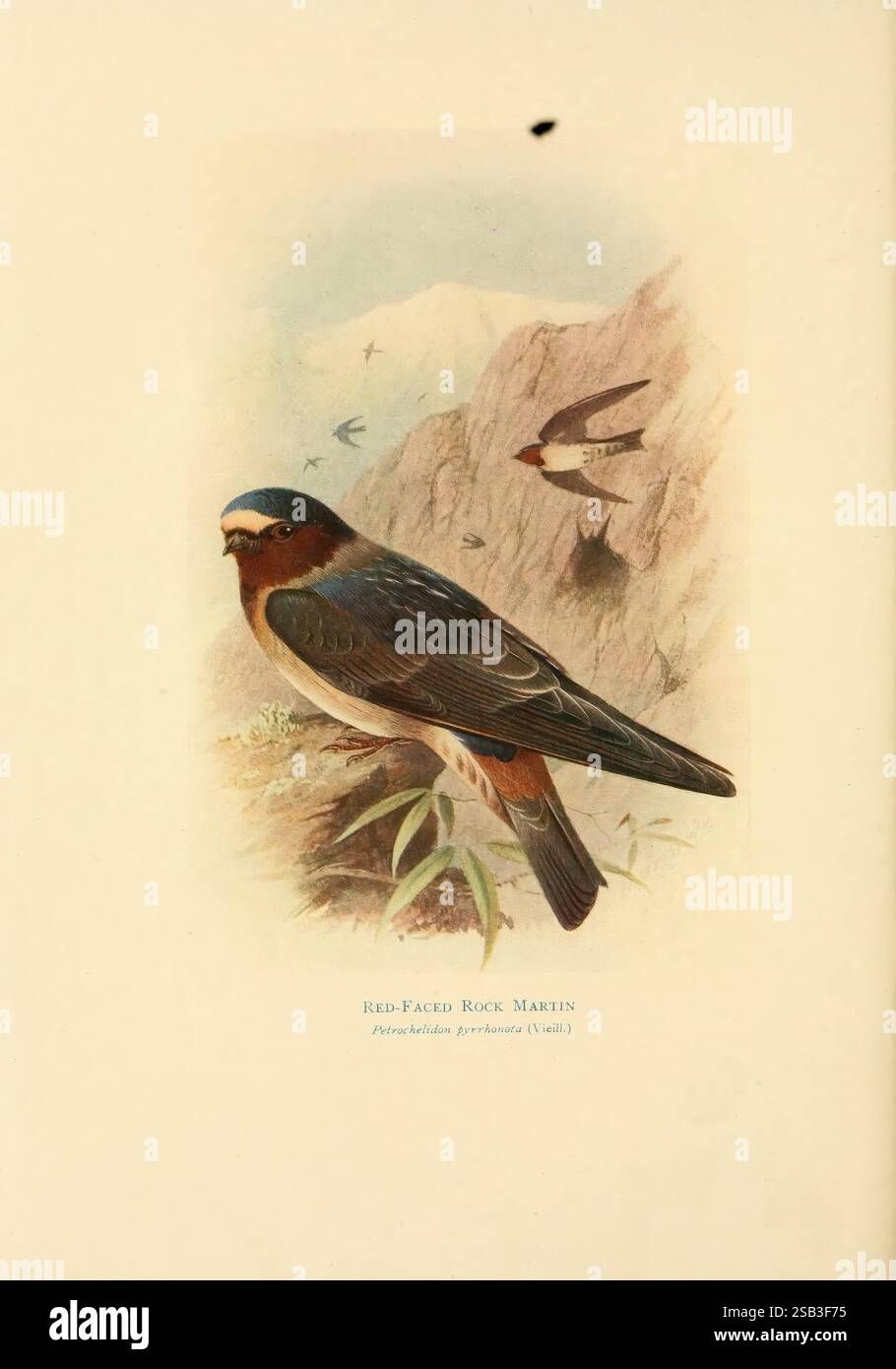 Red faced rock martin hi-res stock photography and images - Alamy