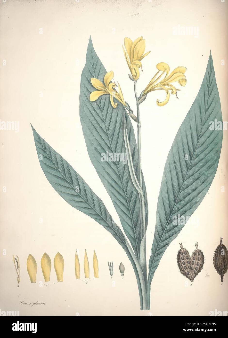 Monandrian plants of the order Scitamineae, Liverpool, George Smith ...