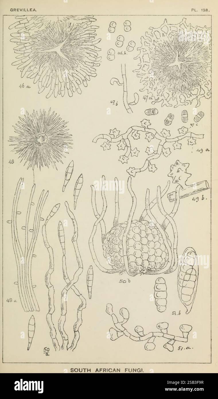 Mature fungal specimen hi-res stock photography and images - Alamy