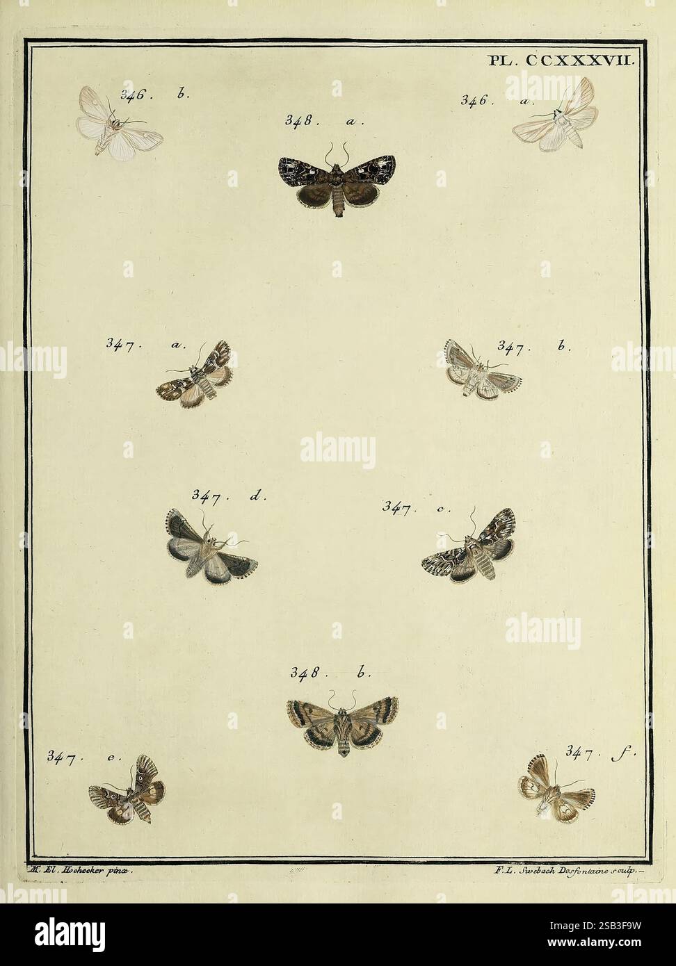 Papillons d'Europe, peints d'après nature, A Paris, Chez P.M ...