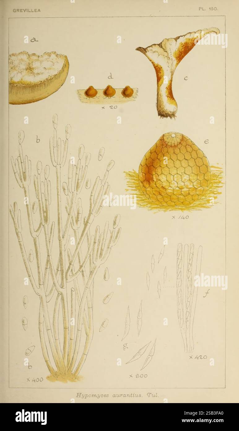 Grevillea London Williams and Norgate 1872-1894 cryptogamia cryptogams ...
