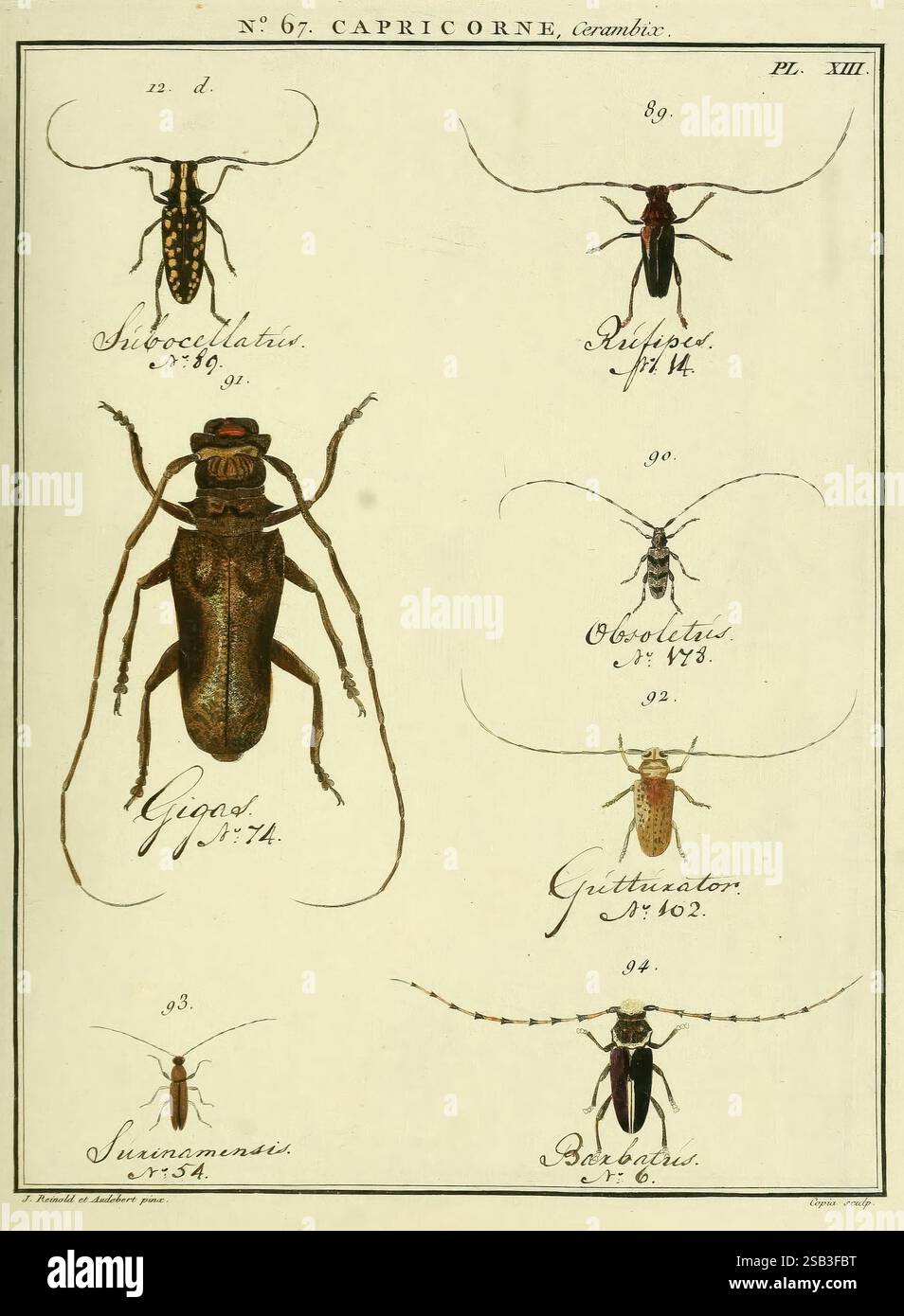 Entomologie, ou, Histoire naturelle des insectes, A Paris, De l ...