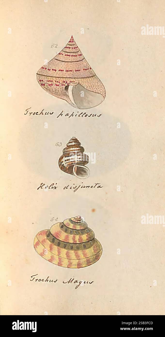 A Conchological Dictionary of the British Islands, London John Booth ...