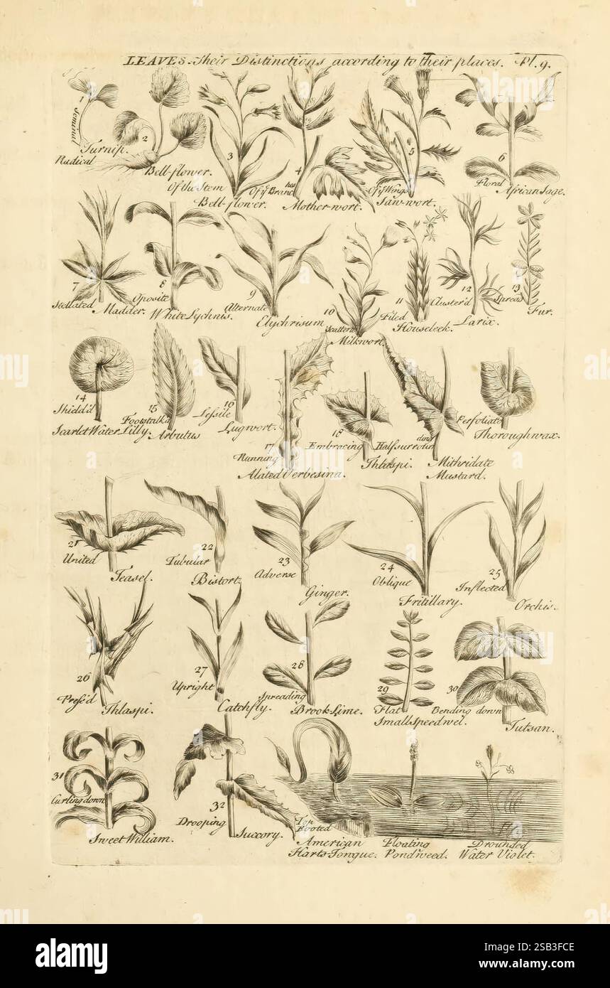 The vegetable system, London,, 1759-1763, botany, pictorial works, The ...