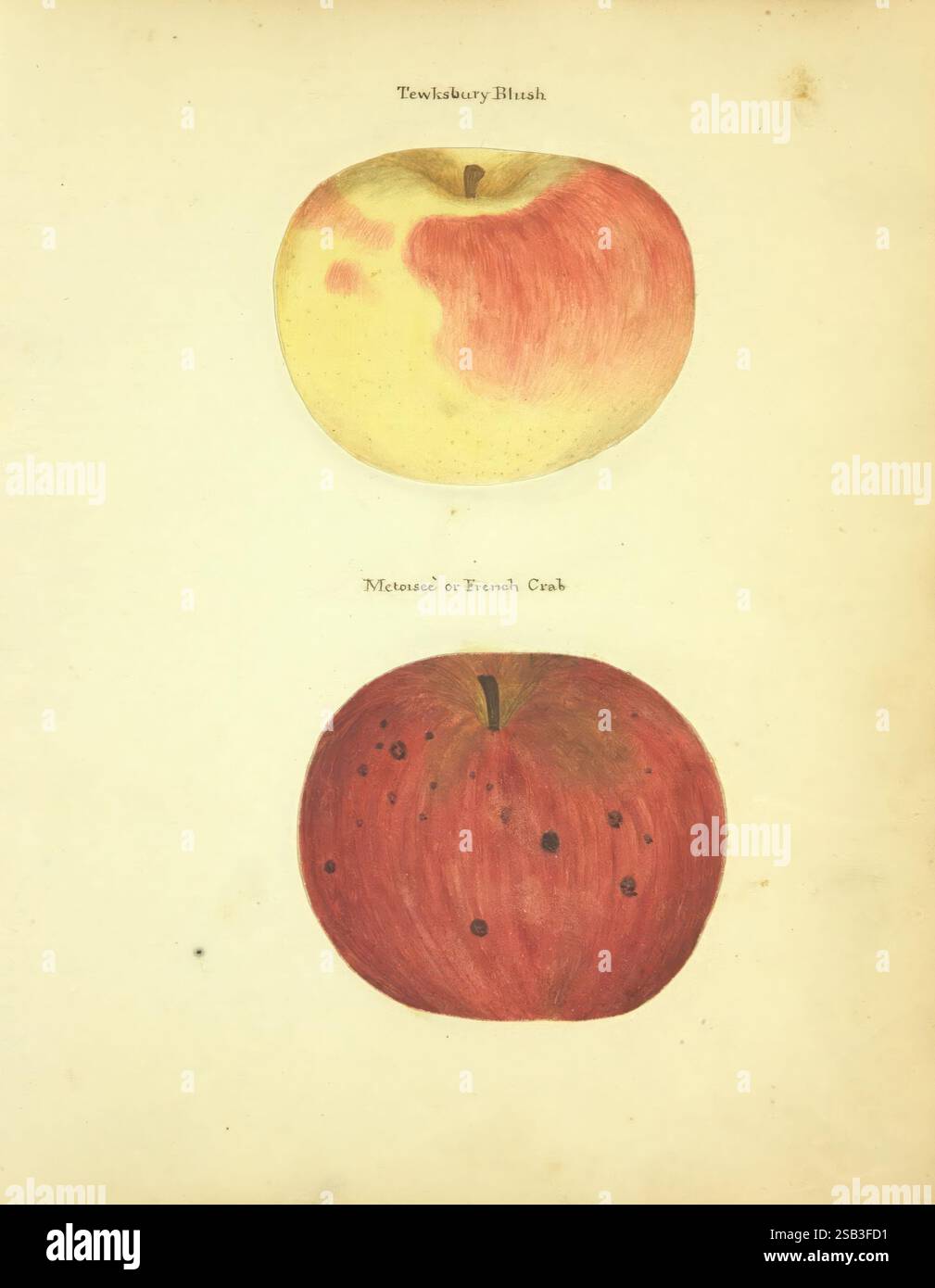 Tewksbury blush apple hi-res stock photography and images - Alamy