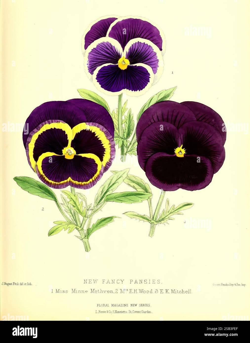 Three pansy flowers hi-res stock photography and images - Alamy