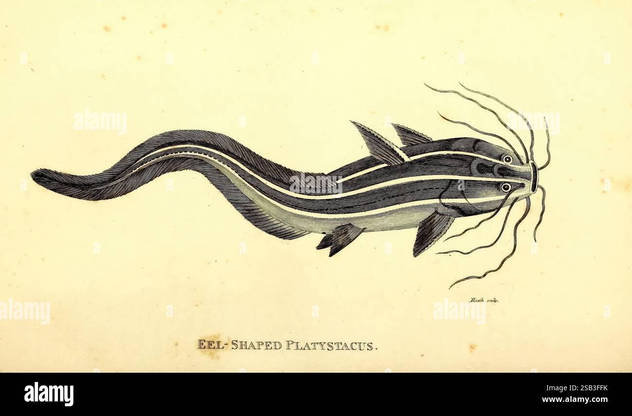 Aquatic creatures graceful form hi-res stock photography and images - Alamy