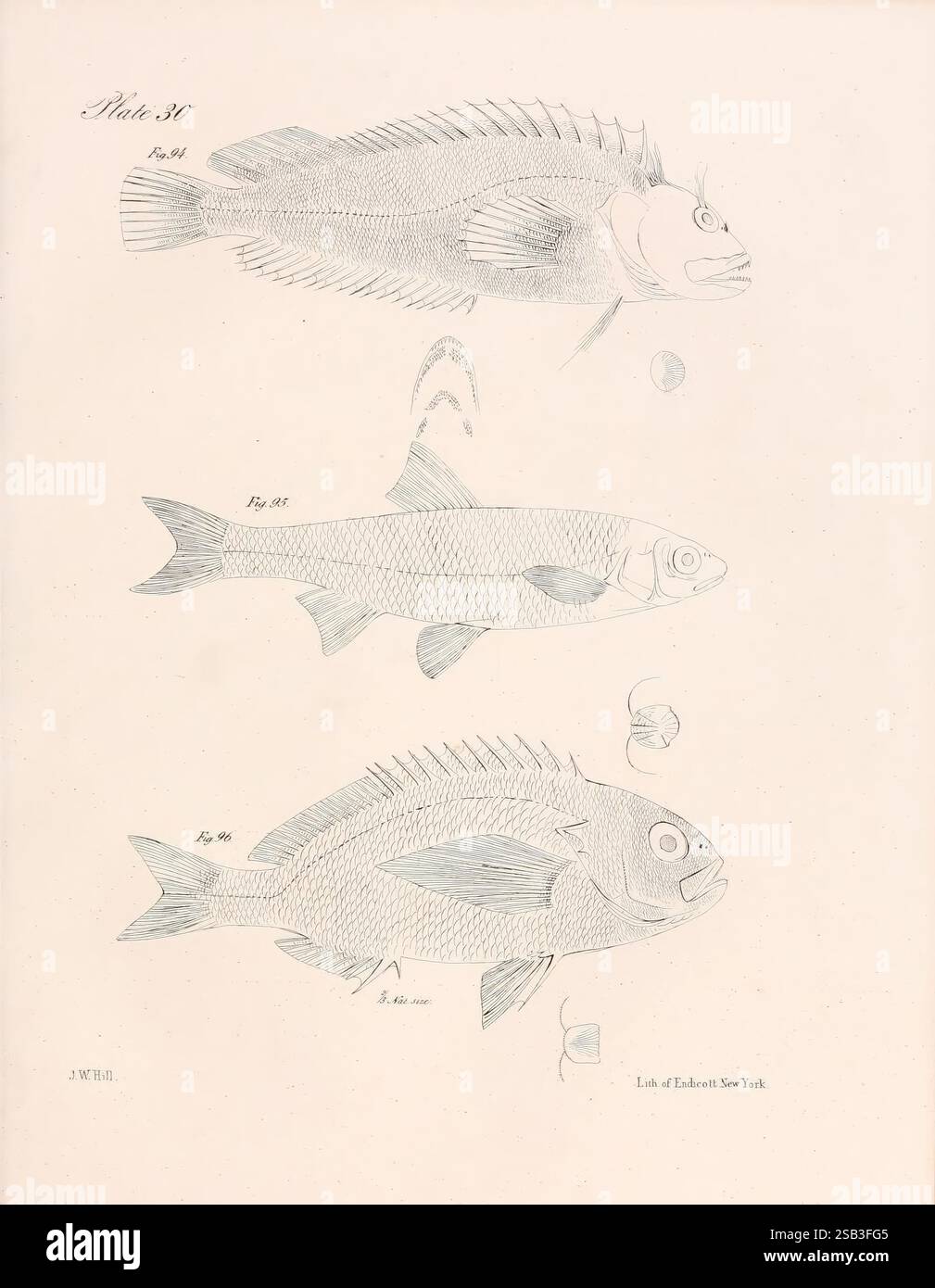 Zoology of New York, Albany, W. & A. White & J. Visscher, 1842-44 ...
