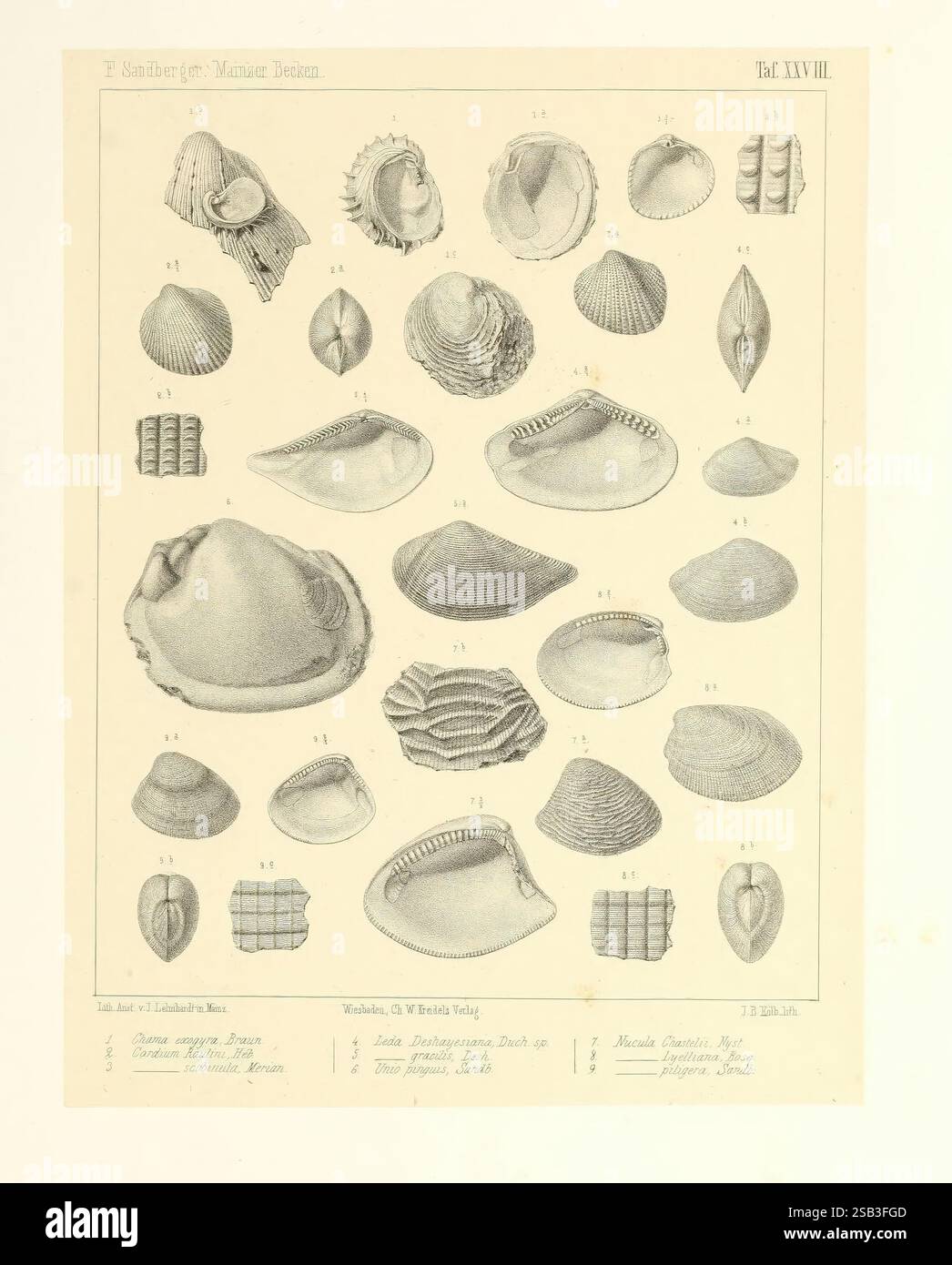 Different types of bivalves hi-res stock photography and images - Alamy