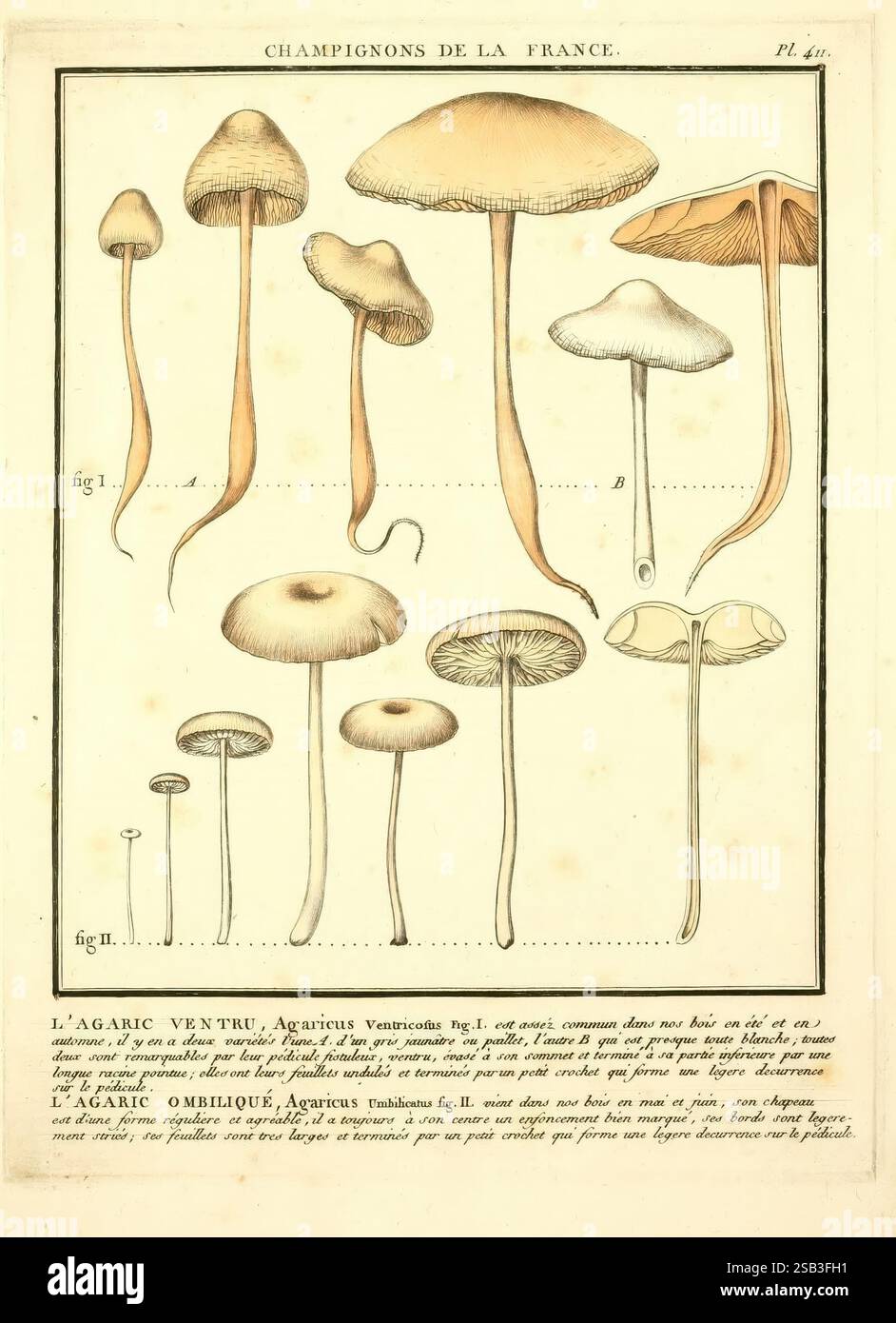 Herbier de la France, Paris, Chez l'auteur, Didot, Debure, Belin, 1780 ...