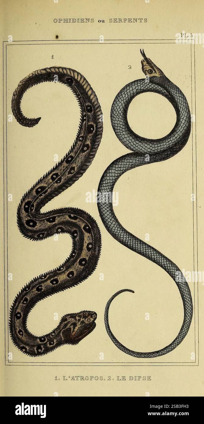 Potential venomous nature hi-res stock photography and images - Alamy