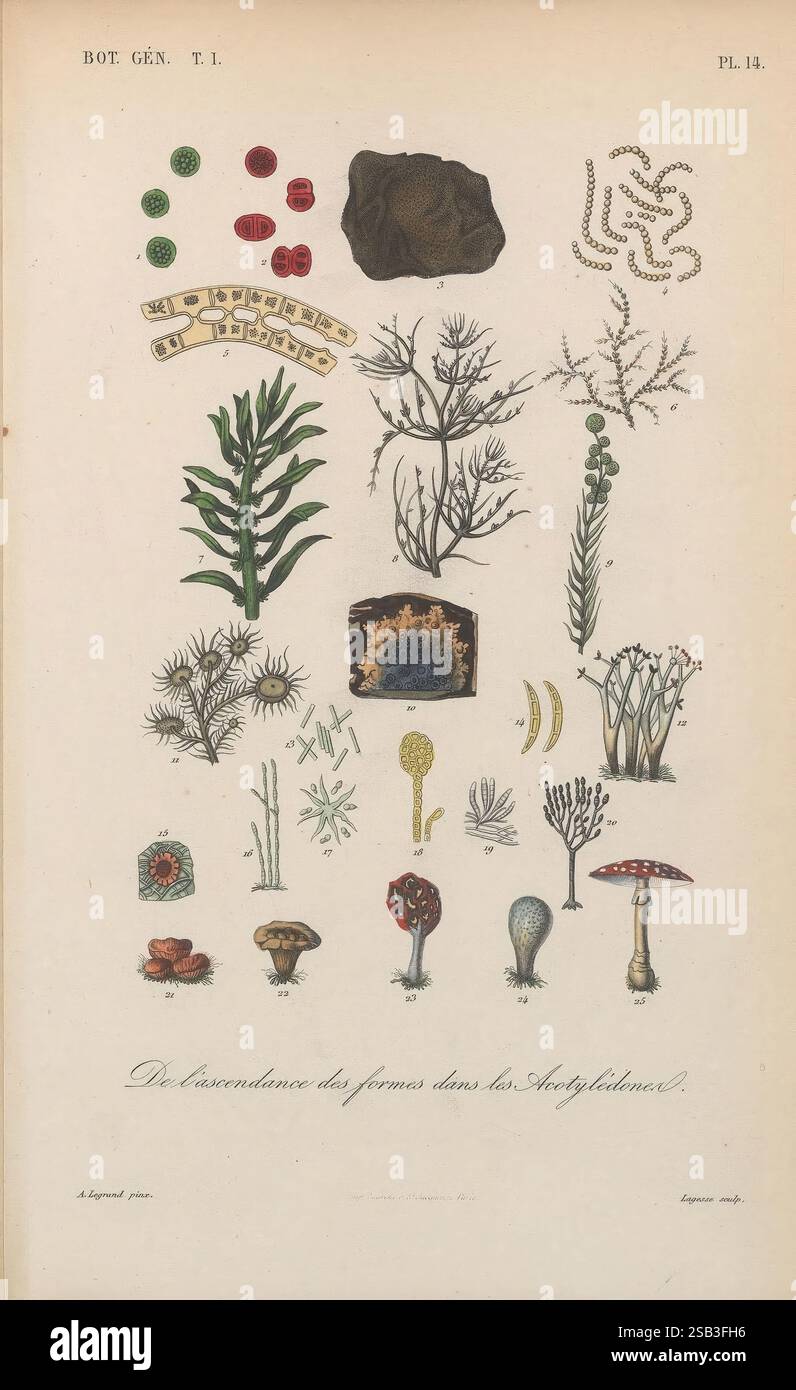 Traité de botanique générale Paris,[186-?] botany pictorial works ...