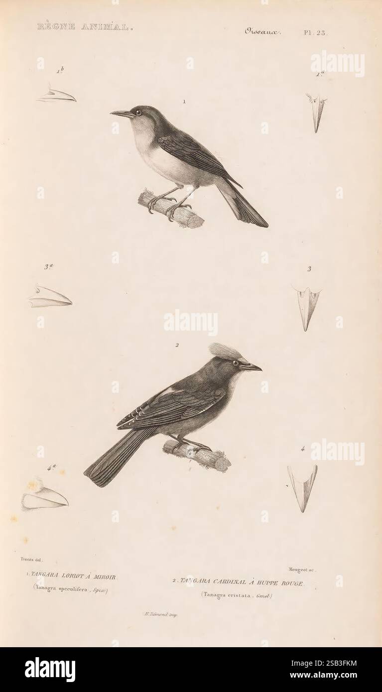 Le règne animal distribué d'après son organisation Paris Fortin Masson ...