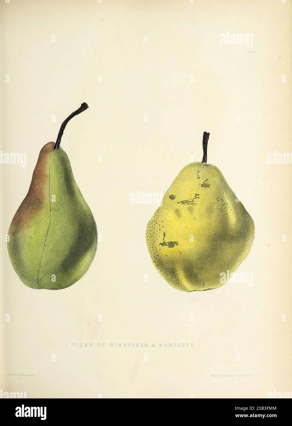 Occasional speckles hi-res stock photography and images - Alamy