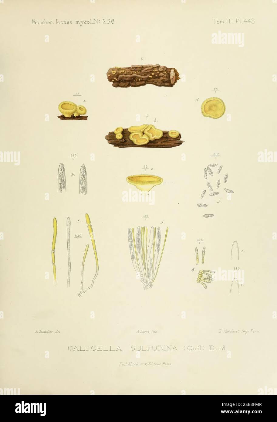 Icones mycologicæ, ou Iconographie des champignons de France ...
