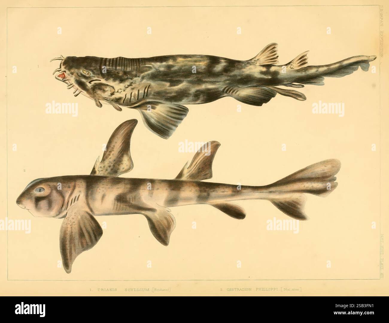 Notes on some figures of Japanese fish Washington, s.n, 1856? Japan ...