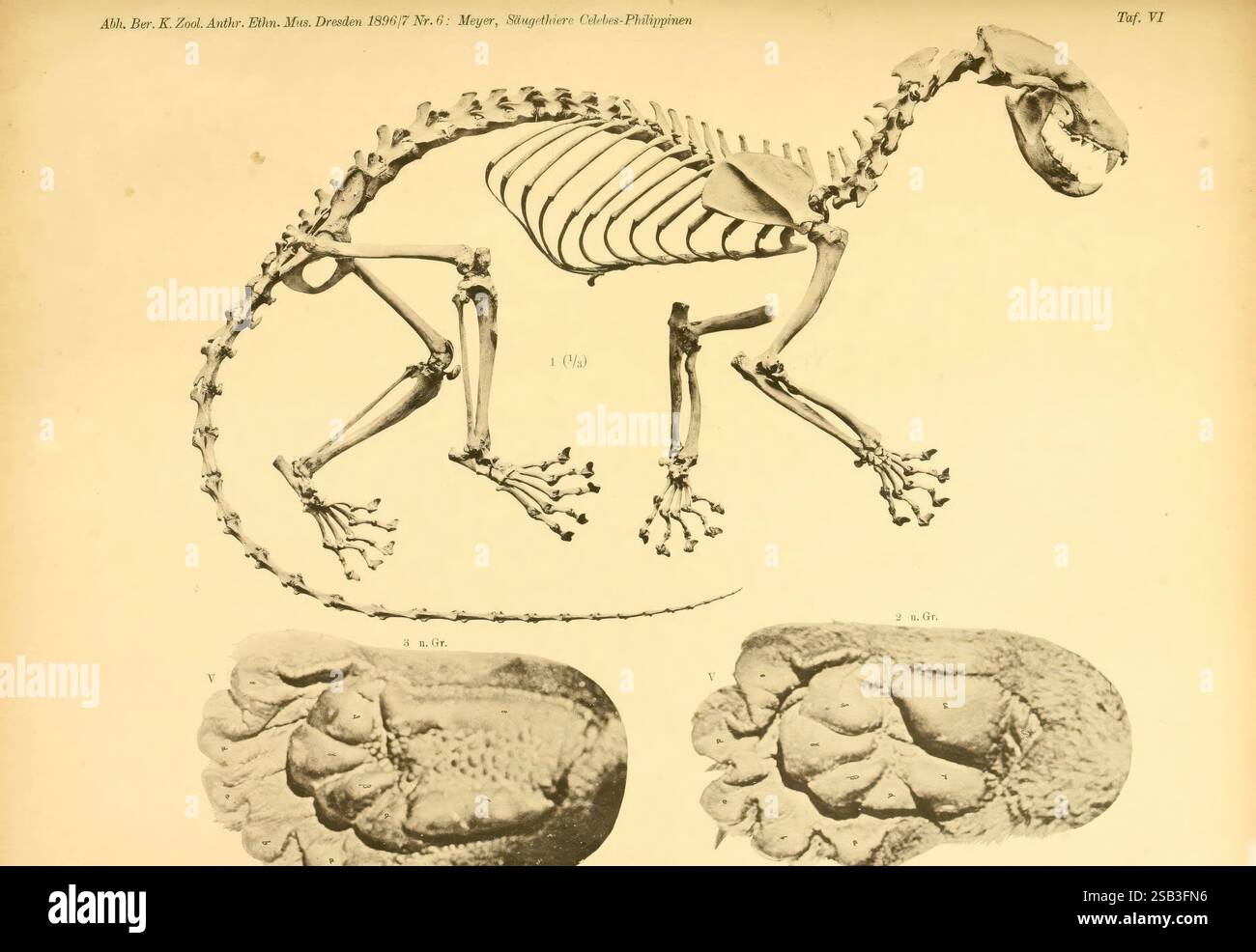 1896 9 indonesia mammals philippines paradoxurus musschenbroekii hi-res ...