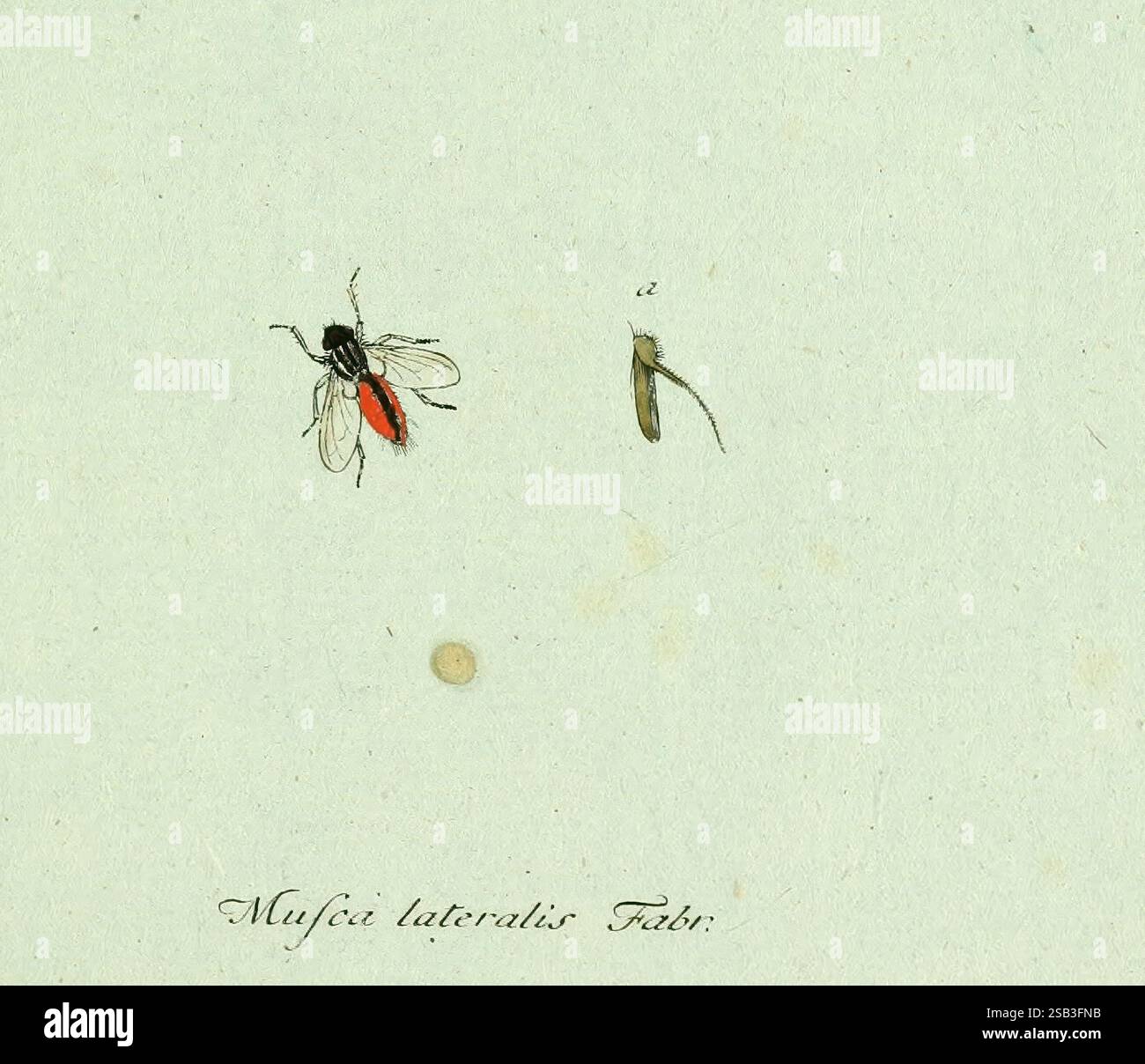 Fauna, Germanica Diptera, Nuremberg S.N. Between 1793 and 1805? Diptera ...